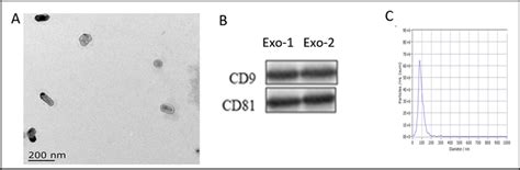 Isolation And Identification Of Exo A The Morphology Of Exos Under