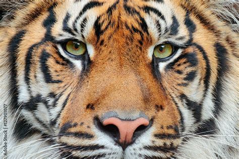 Tiger Close Up Face