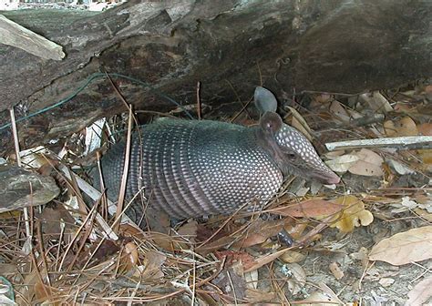 Georgia Armadillo
