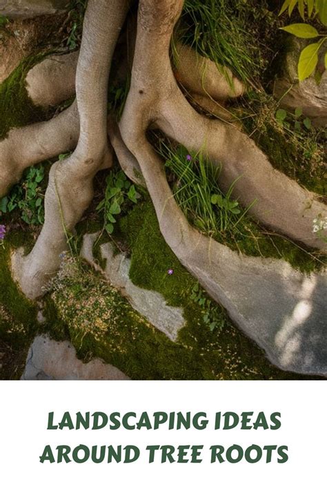 Landscaping Ideas Around Tree Roots In 2025 Tree Roots Landscaping