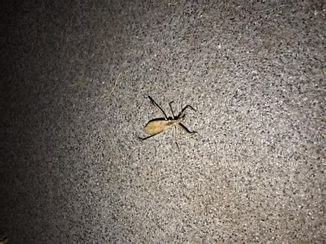 Please Help With Id Bugguide Net