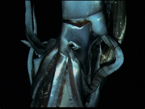 Giant Squid Filmed Alive In Deep Sea For First Time Cbs News