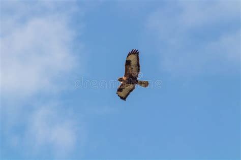 Common Buzzard In Flight With Blue Sky In The Background Stock Image Image Of Flight Wildlife