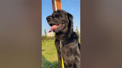 강아지 혀 내밀고 헥헥 Youtube