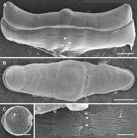 Fossilization Plos One