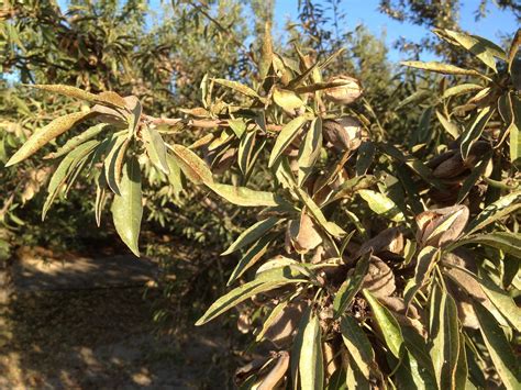 Observations Of An Almond Farmer