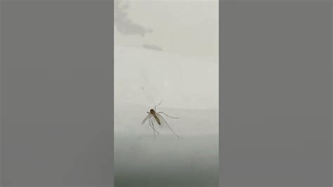 모기 고문중 Youtube