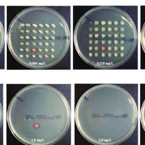 Comparison Of Mic And Disk Diffusion Distributions And Interpretation