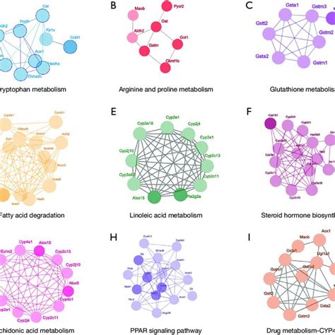 Gene Expression Of Various Metabolic Pathways In The Liver Tissue Of