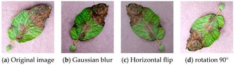 Potato Leaf Disease Segmentation Method Based On Improved Unet