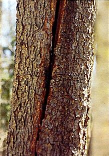 Tree Dangers InterNACHI