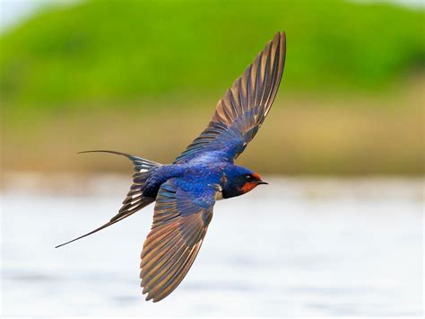 Spring Migration In The Uk A Continental Journey Home Birdfact