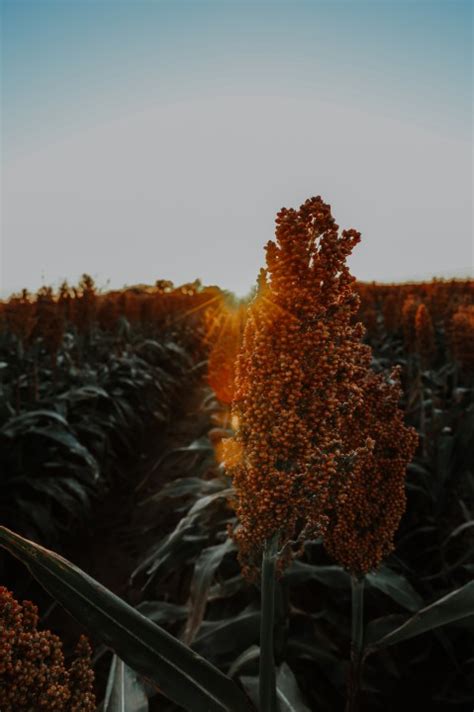 Sorghum A Sustainable And Resource Conserving Crop™