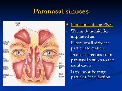 Imaging The Paranasal Sinuses Iria 2008 Ppt Ear Nose And Throat Conditions Diseases And