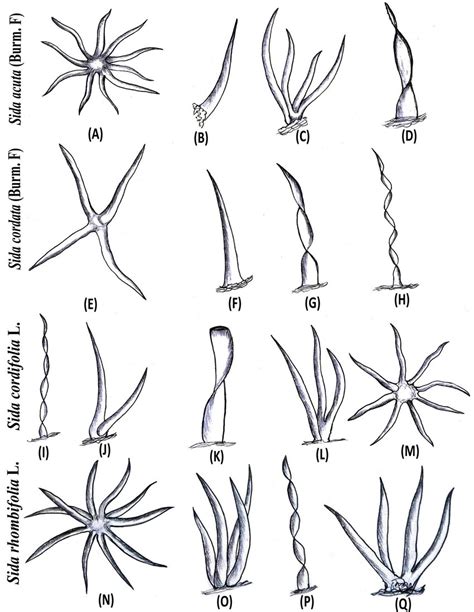 Trichomes Morphology Schematic Illustration Of Sida Genus S Acuta