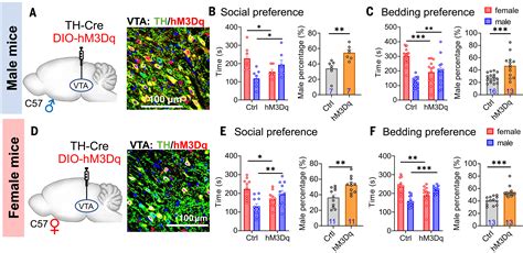 Sexually Dimorphic Dopaminergic Circuits Determine Sex Preference Science Sexually Dimorphic Dopaminergic Circuits Determine Sex Preference Science
