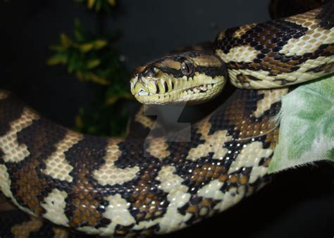 Papuan Carpet Python By Vikkievicious On Deviantart