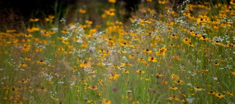 The Grassroots Project Human Services Research Institute