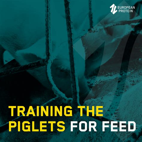 Fermented Soybean Meal What Is It