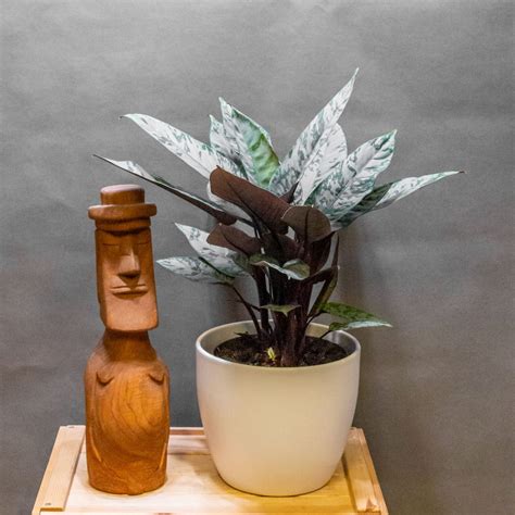Apoballis Acuminatissima Moai Jungle Több Mint Gondolnád