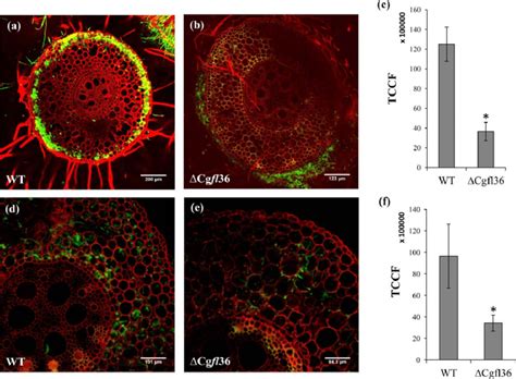 Imagej Quantification Fluorescence Measuring Cell Imagej Quantification Fluorescence Measuring Cell