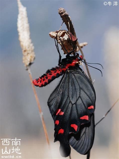 🔥 The Stunning Colorway Of The Byasa Daemonius Found In Tibet And Western China R
