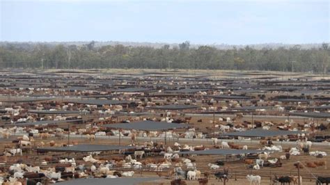 Inside Australias Biggest Cattle Feedlot — Where Pens