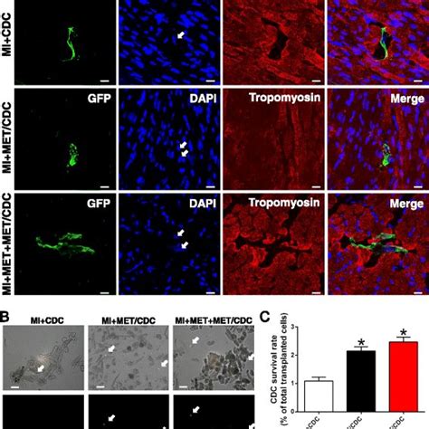 Combination Of Metformin Met Treatment And Cardiosphere Derived Cell