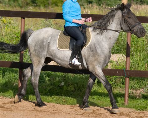 Blue Roan Horse Color