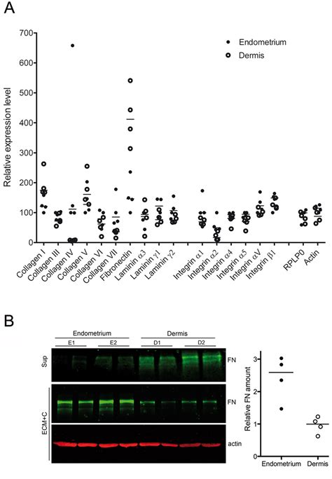 Expression Of Ecm Components And Adhesion Molecules By Endometrium And Download Scientific