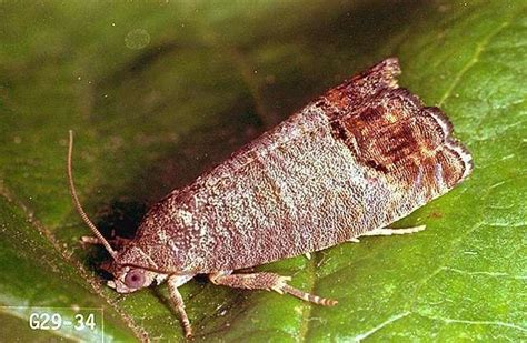 Codling Moth Alchetron The Free Social Encyclopedia