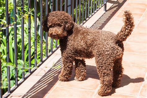 Lagotto Romagnolo Scheren