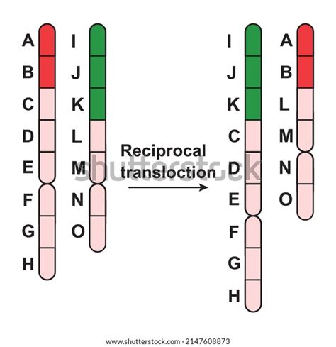 Reciprocal Translocation