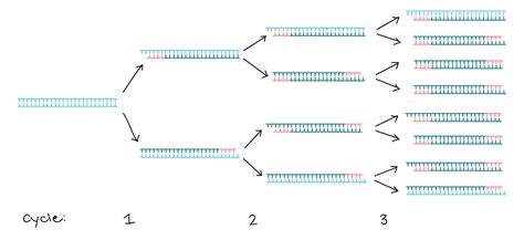 Polymerase Chain Reaction Pcr Definition Steps Principle Application Biology Notes Online