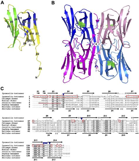 Ribbon Diagram Of Ipo And Sequence Alignment Of Jacalin Related Download Scientific Diagram