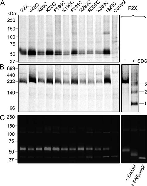 Validation Of Synthesis And Correct Assembly Of Single Download