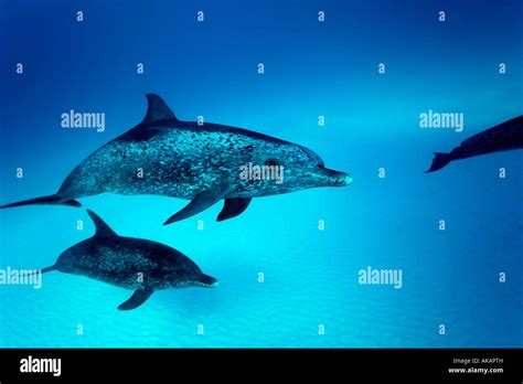 Part Of A Pod Of Atlantic Spotted Dolphin Stenella Frontalis Shown