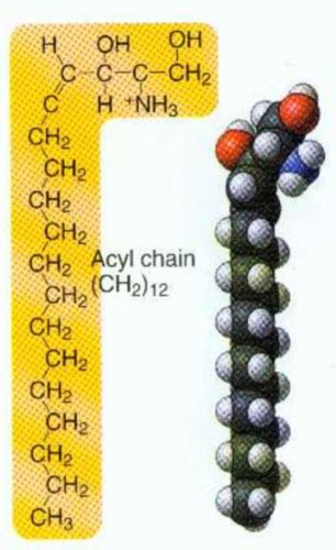 Biochem Quiz 10 Flashcards Quizlet