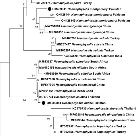 Phylogenetic Tree Based On The Partial 16s Rdna Sequences For H Indica