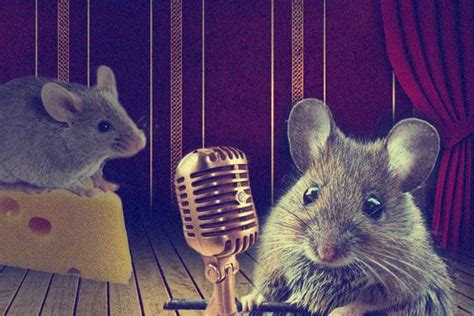 Female Mice Sing For Sex E Science News