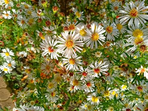 Heath Aster Plant