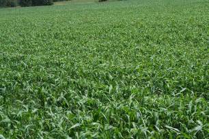 Summer Slump Savior Hay And Forage Magazine