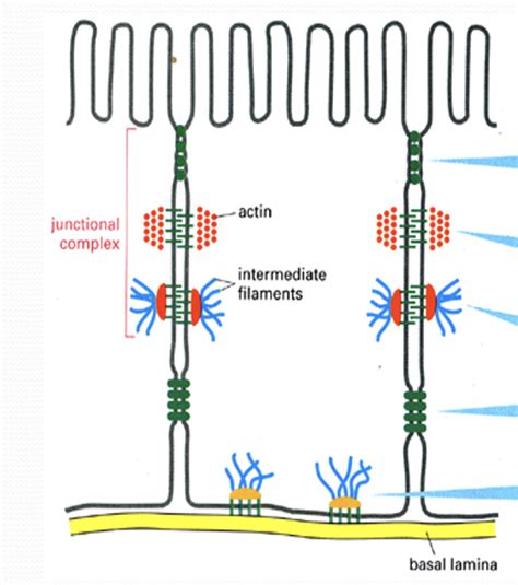 Exam 1 Junctional Complexes Diagram Diagram Quizlet