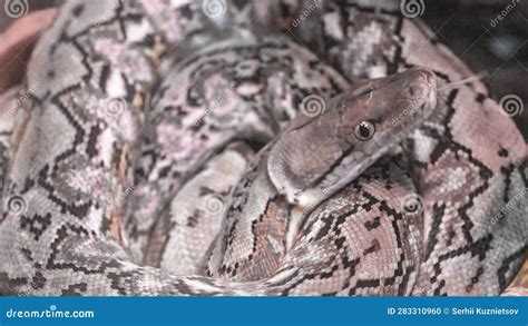 Reticulated Python Python Reticulatus Non Venomous Snake Lies In A