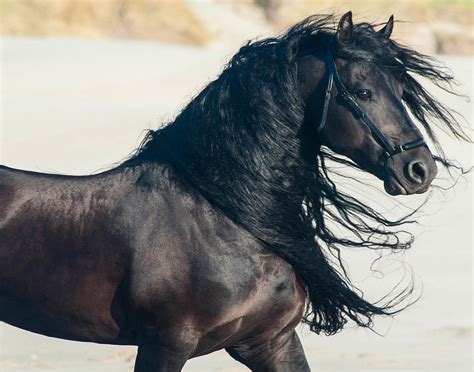 Shop All Horse Photos Jody L Miller Horse Photography