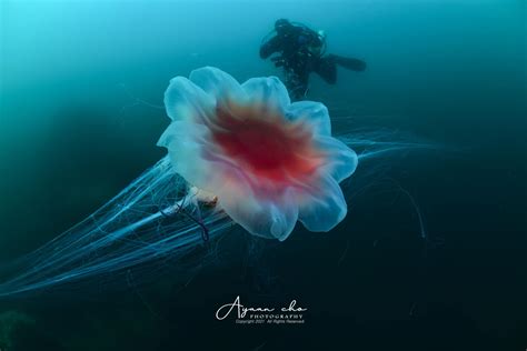 조상준 해파리중 가장독한애 사자갈기해파리 ㅋㅋ 요즘동해바다는 해파리가 득실득실거린다 주말 Facebook