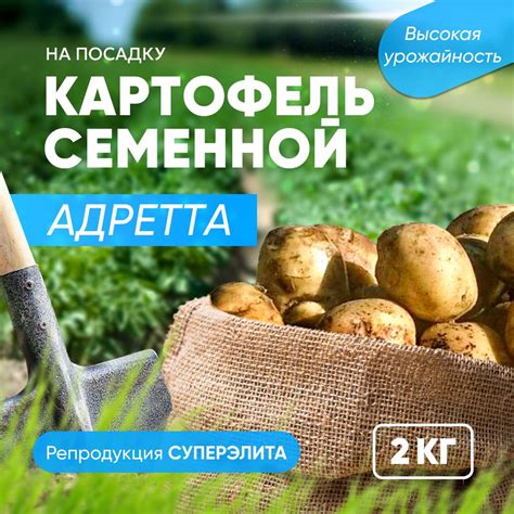 Картофель семенной клубни на посадку сорт Адретта 2 кг купить на Ozon по низкой цене 1679916826