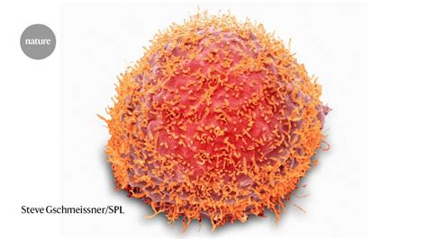 Did Flu Come From Fish Genetics Points To Influenzas Aquatic Origin