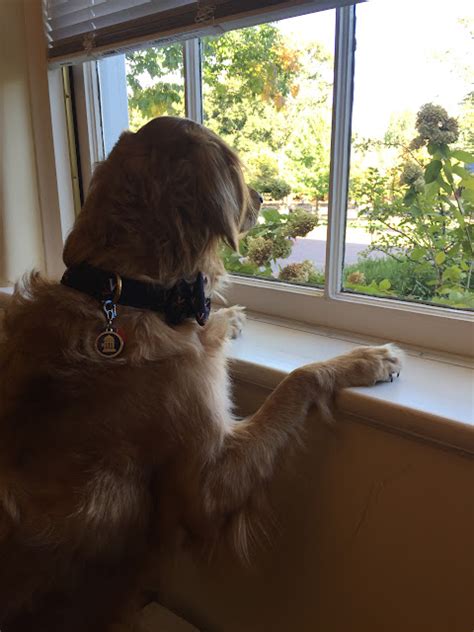 Notes From Peabody The UVA Application Process Admitted To UVA21 And Want To Make A Return