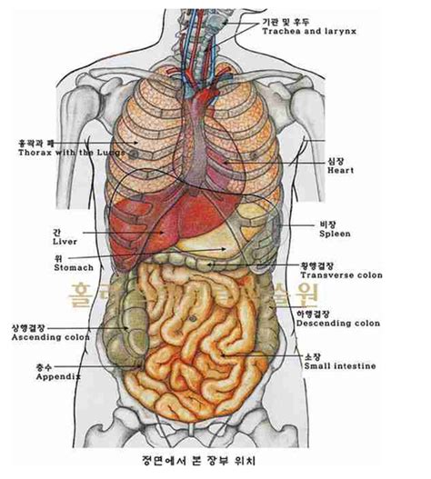 신체 내부의 장기위치도 네이버 블로그